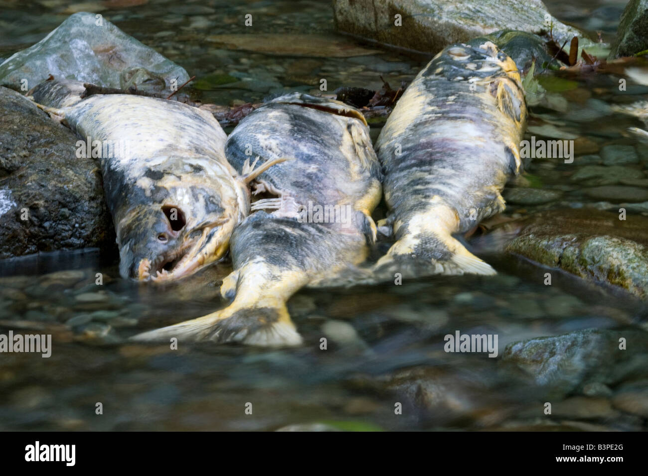 Three salmon lay in a river Stock Photo - Alamy