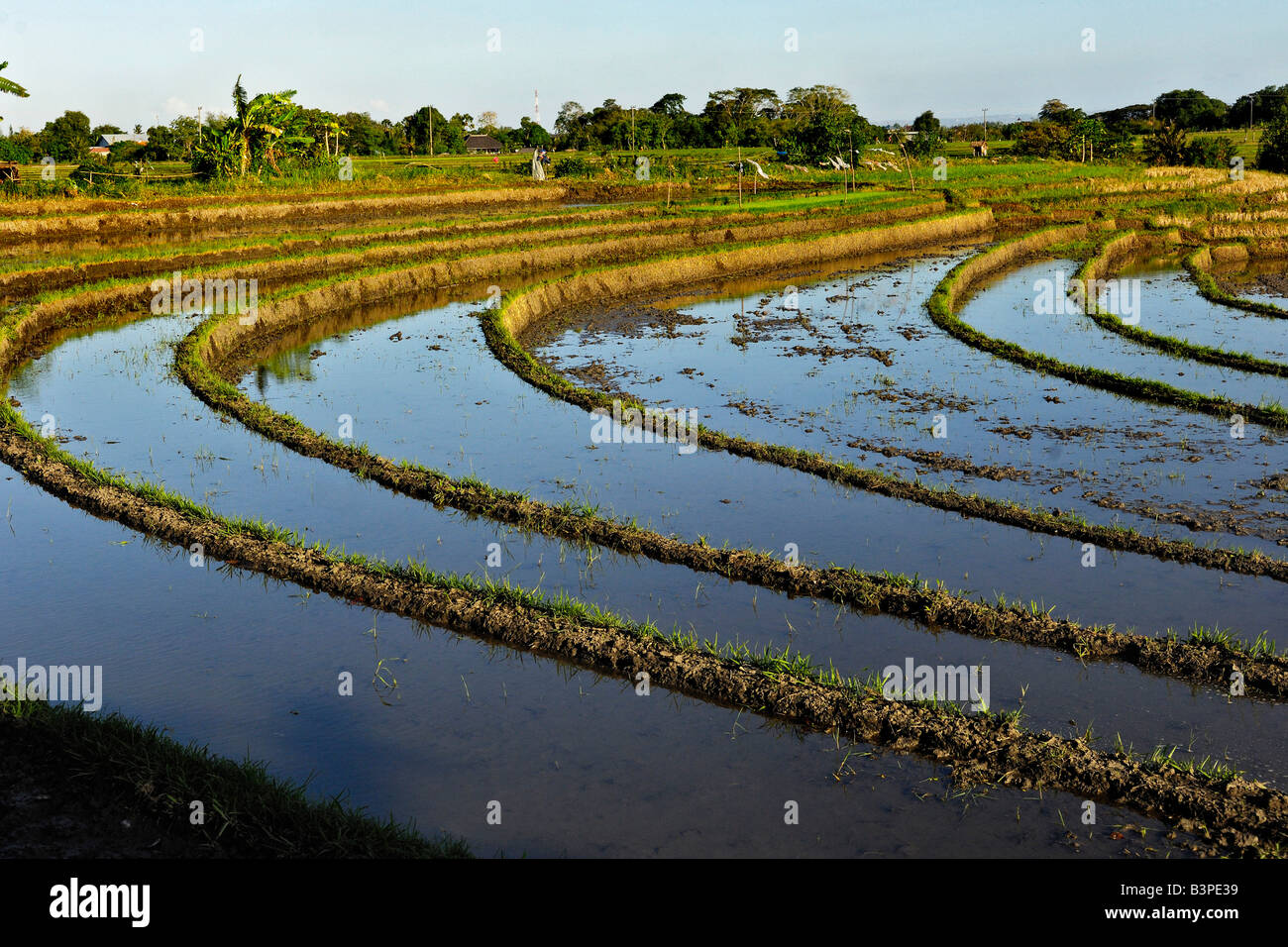 Rice paddies near Ubud, Bali, Indonesia Stock Photo - Alamy