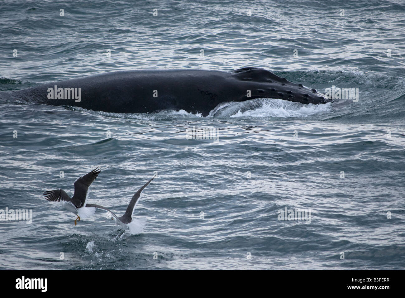 Humpback whales feeding birds hi-res stock photography and images - Alamy