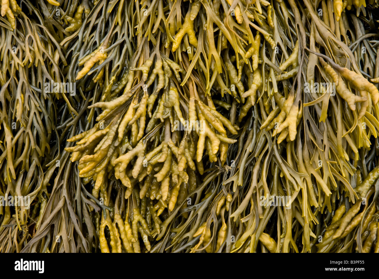 Channelled Wrack (Pelvetia canaliculata Stock Photo - Alamy