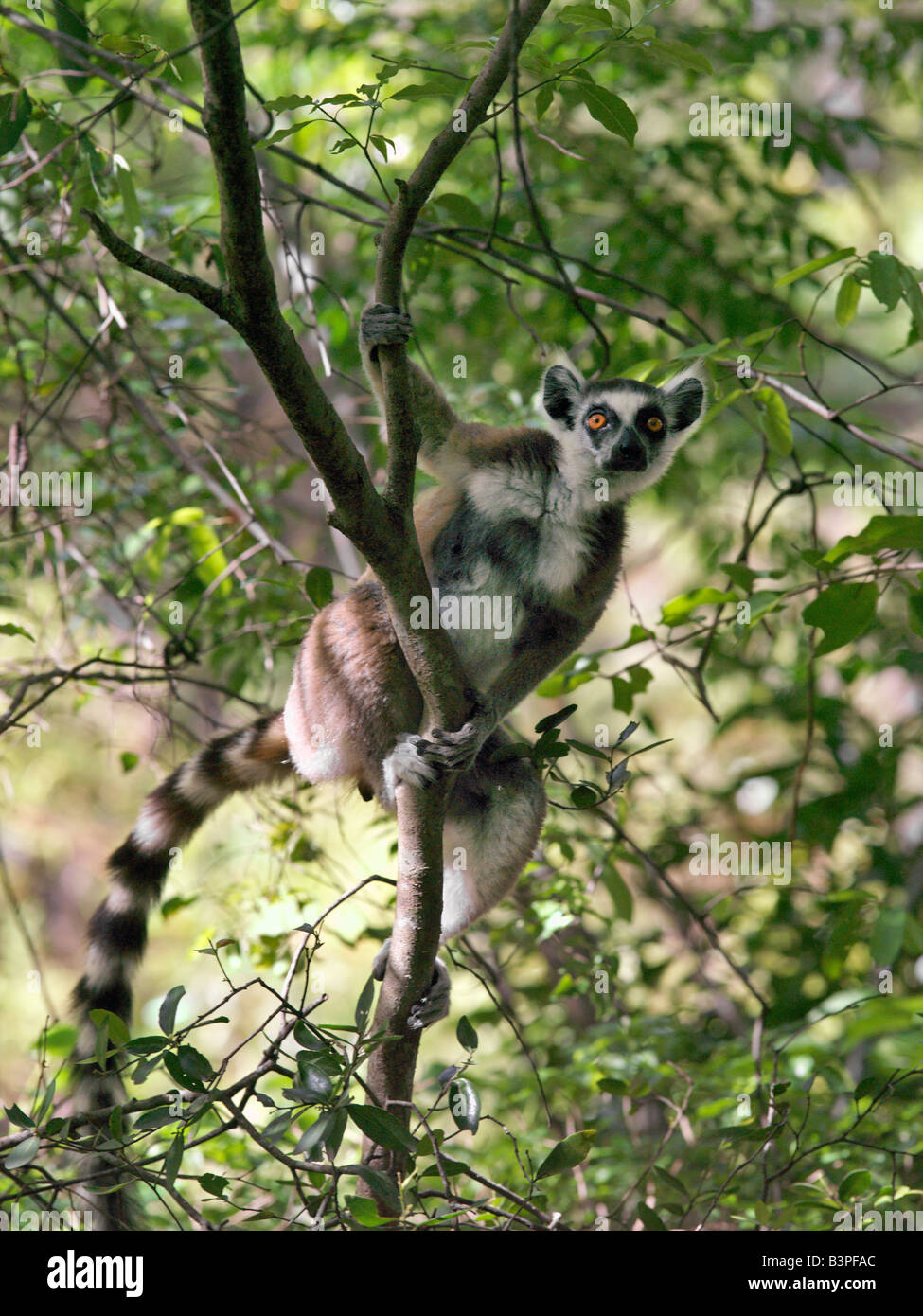 Madagascar, Ranohira, A ring-tailed lemur (Lemur catta) in the Canyon ...