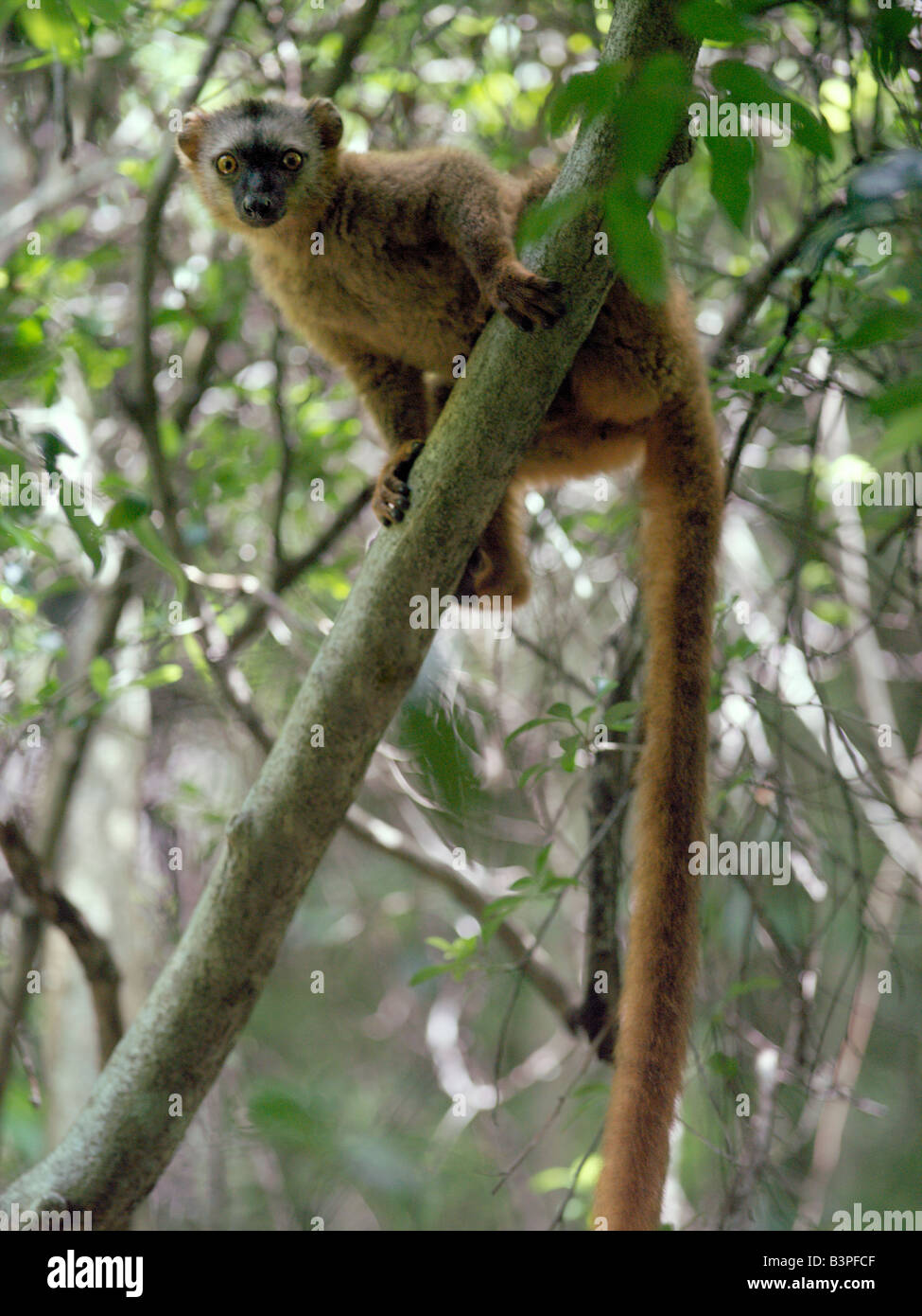 Madagascar, Ranohira, A brown lemur (Eulemur fulvus rufus) in the ...