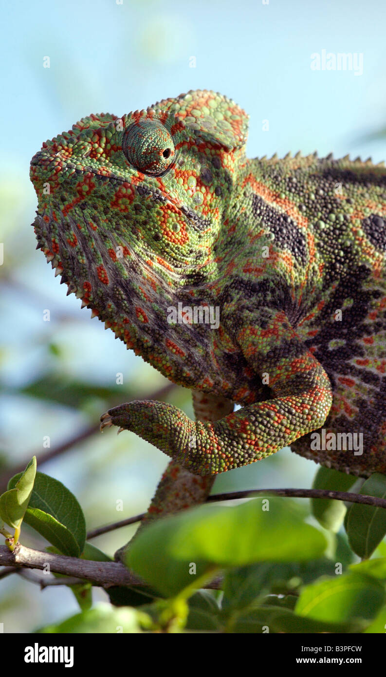 Ranohira cattle hi-res stock photography and images - Alamy