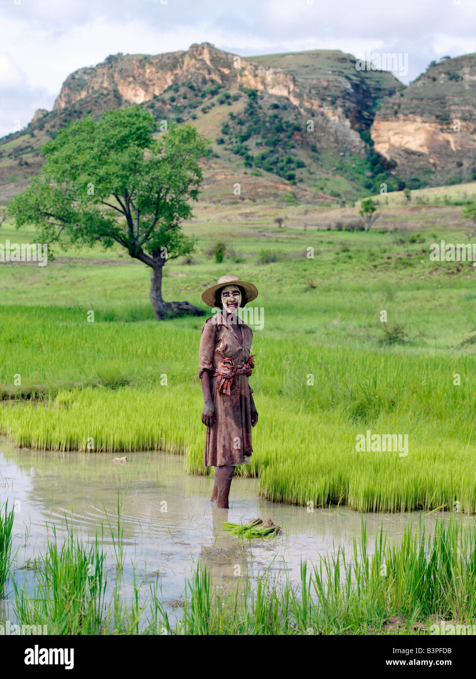 Southern Madagascar, Ranohira. A Bara woman works in her paddy fields ...