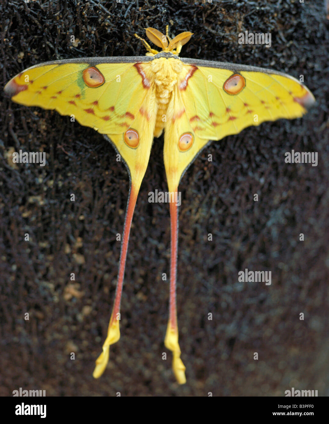 Madagascar, Southern Highlands, Ranomafana. A Giant Comet Moth (Argema ...