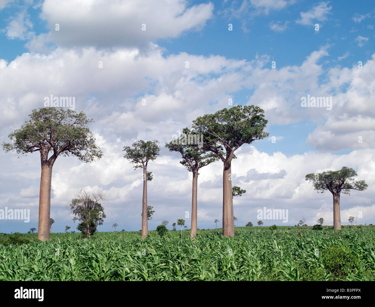 Southwest Madagascar, Analalava. Baobab trees, Adansonia za, grow in ...