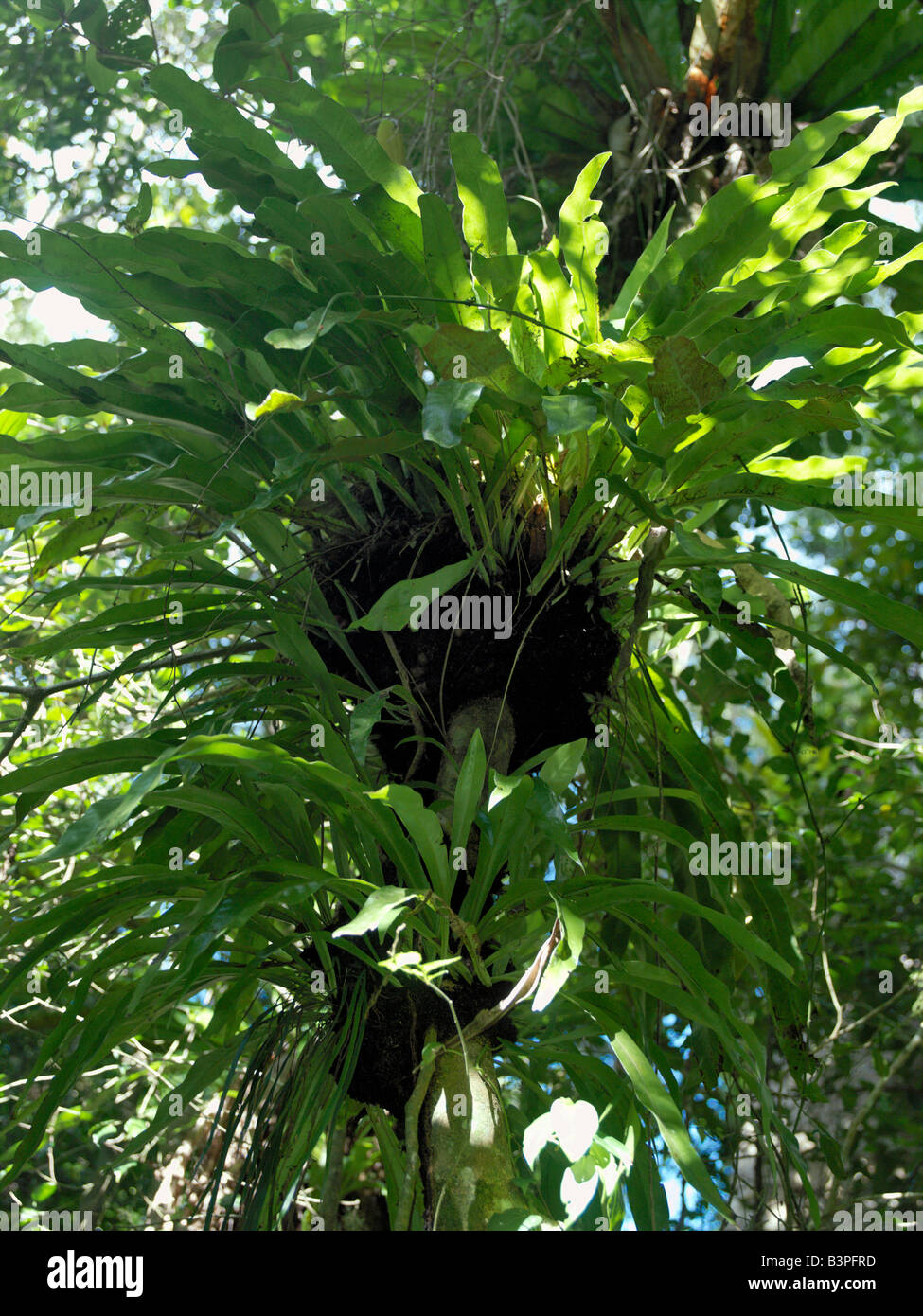 Northern Madagascar, The rainforest on Montagne d'Ambre (Amber Mountain ...
