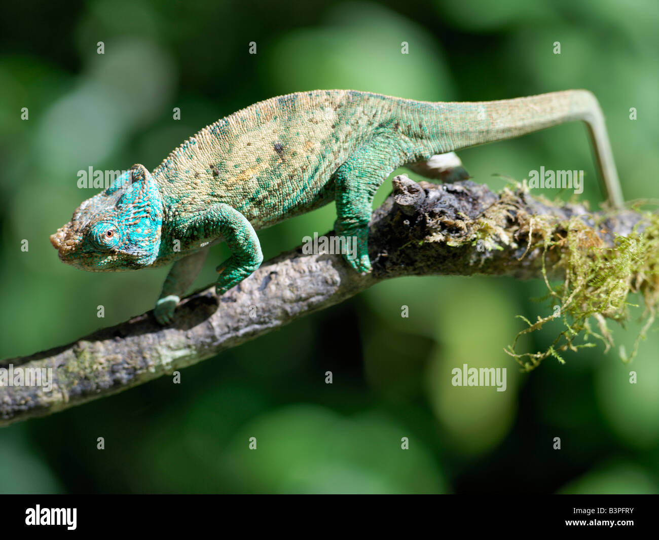 Northern Madagascar, The only chameleon endemic to the rainforest of ...
