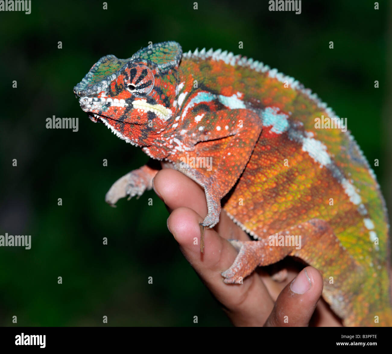 Eastern Madagascar, Mandraka. A colourful furcifer sp. chameleon ...