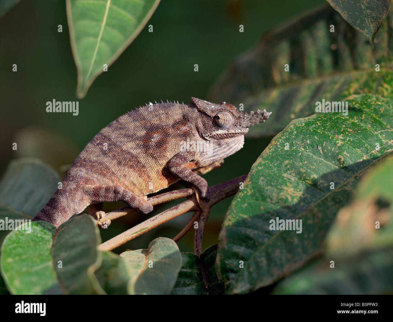 Eastern Madagascar, Mandraka. An unusual one-horned chameleon ...
