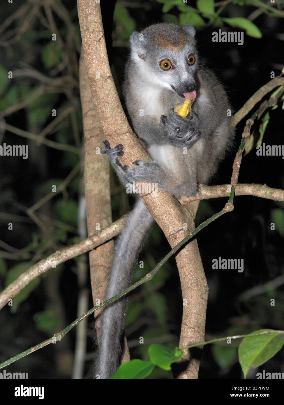 Northern Madagascar, A female crowned lemur (Eulemur coronatus) eating ...