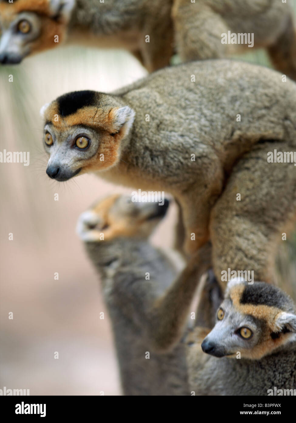 Northern Madagascar, Male crowned lemurs (Eulemur coronatus) near ...