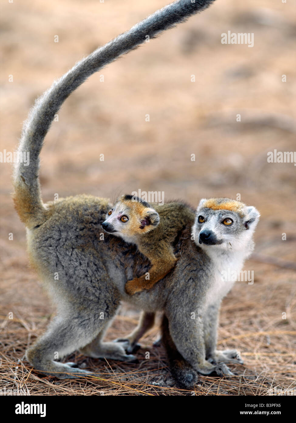 Northern Madagascar, A female crowned lemur and her male offspring ...