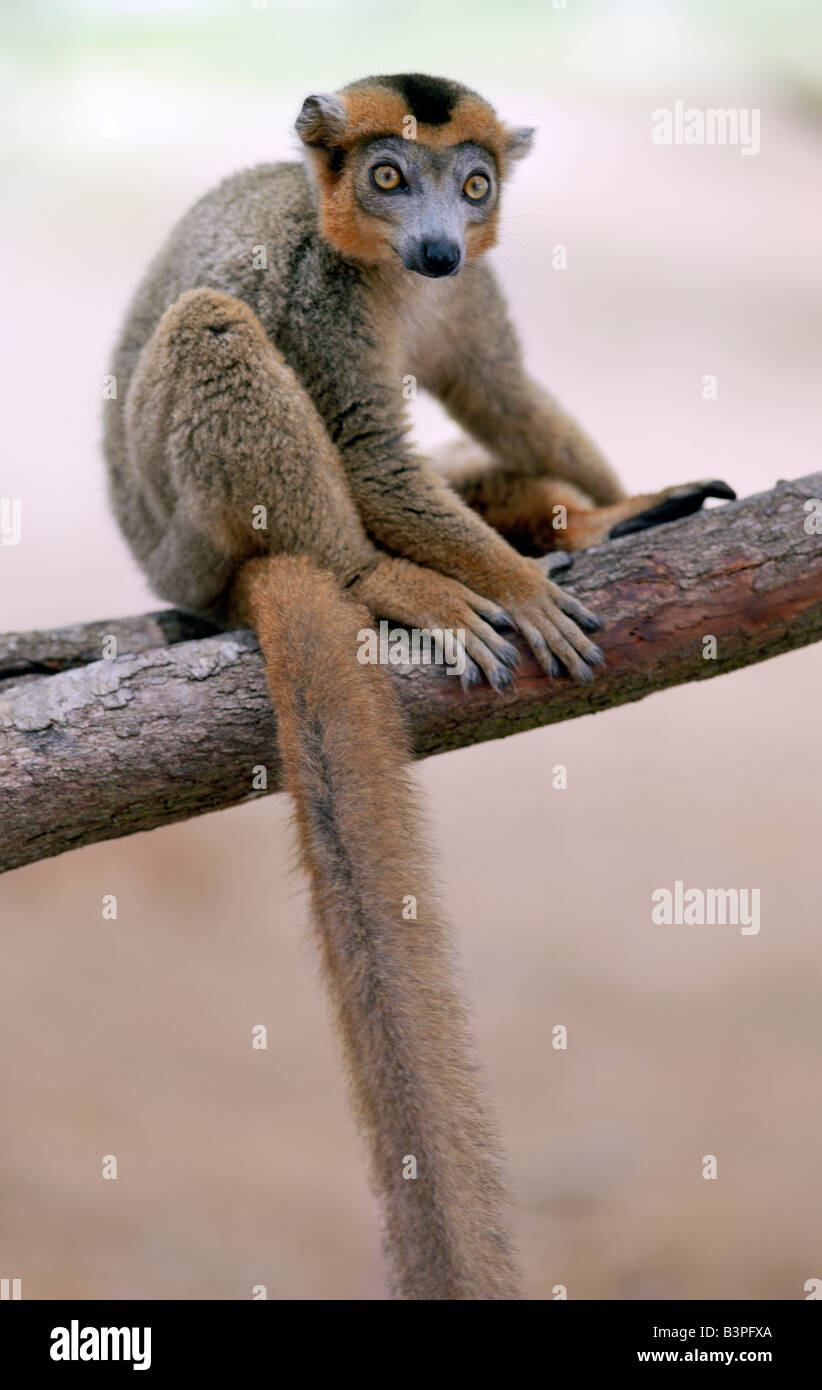 Northern Madagascar, A male crowned lemur (Eulemur coronatus) near ...