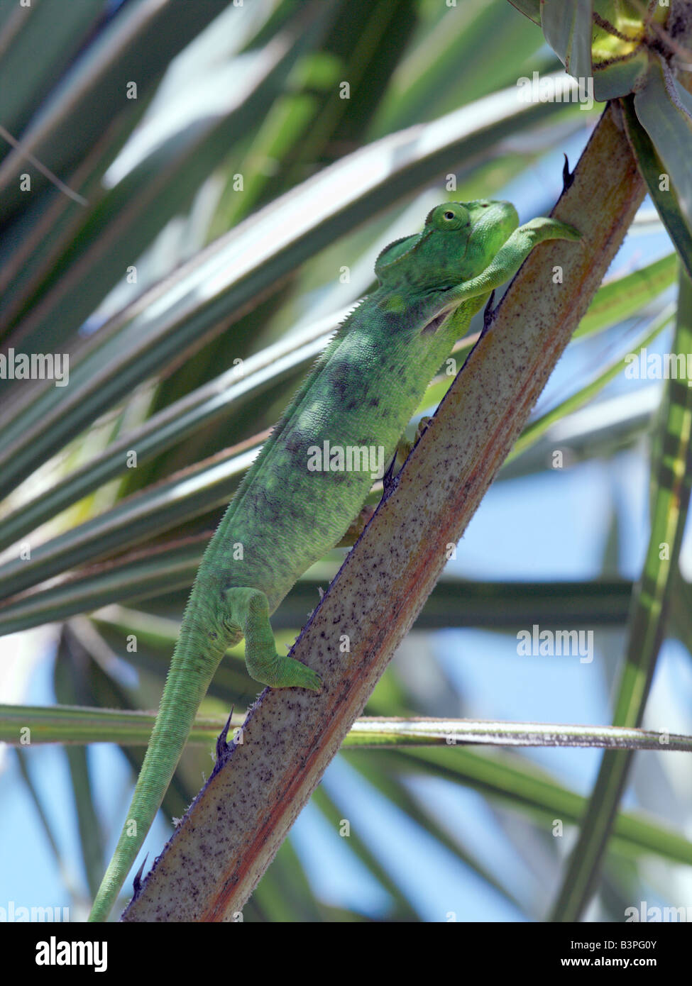 Northern Madagascar, Irodo. A female chameleon (Furcifer oustaleti ...