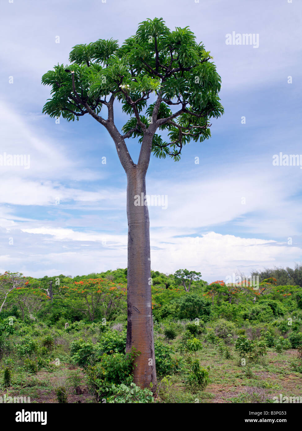 Pachypodium tree hi-res stock photography and images - Alamy