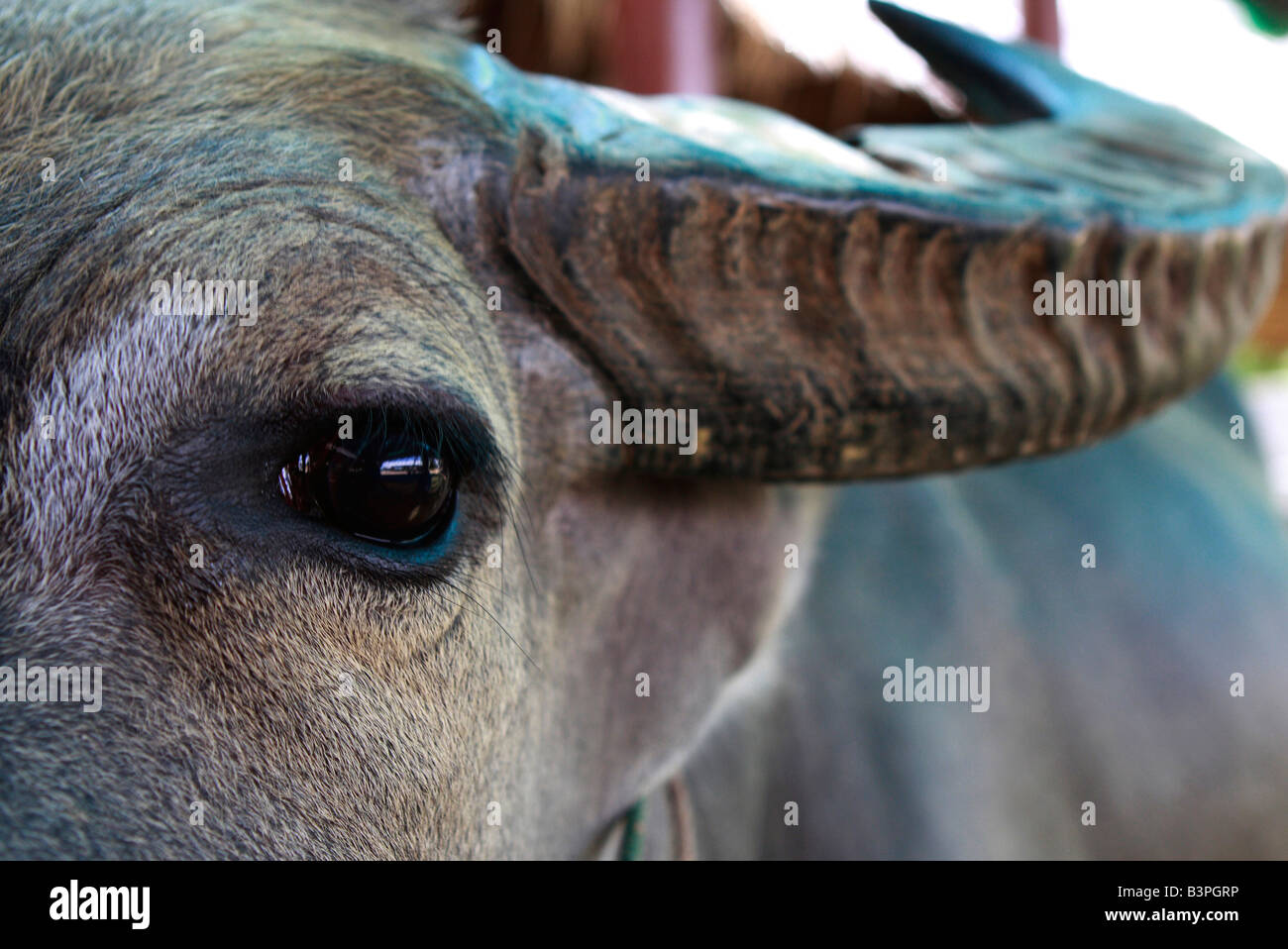 Carabao buffalo hi-res stock photography and images - Alamy