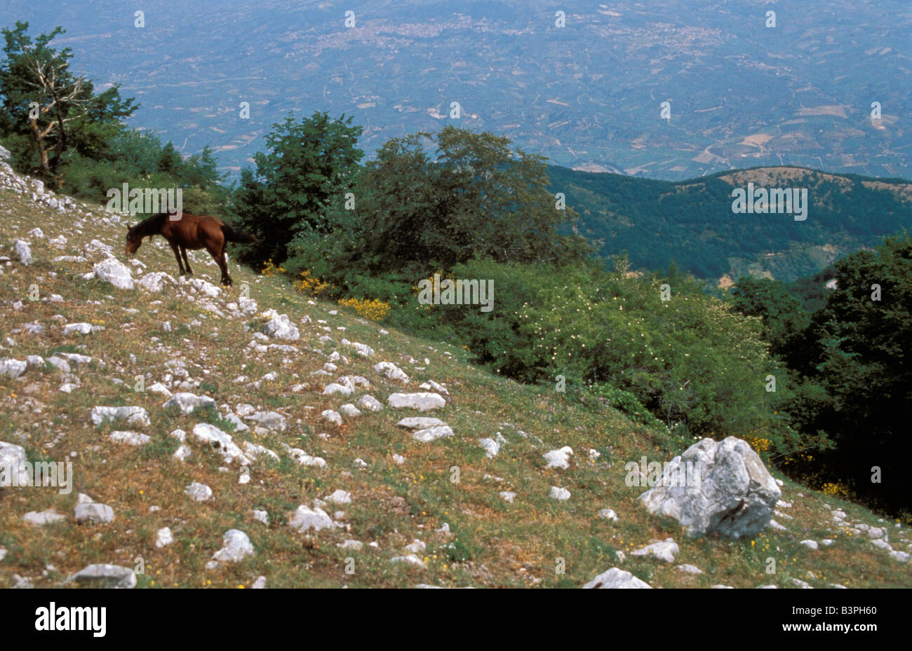 Unbroken horse hi-res stock photography and images - Alamy