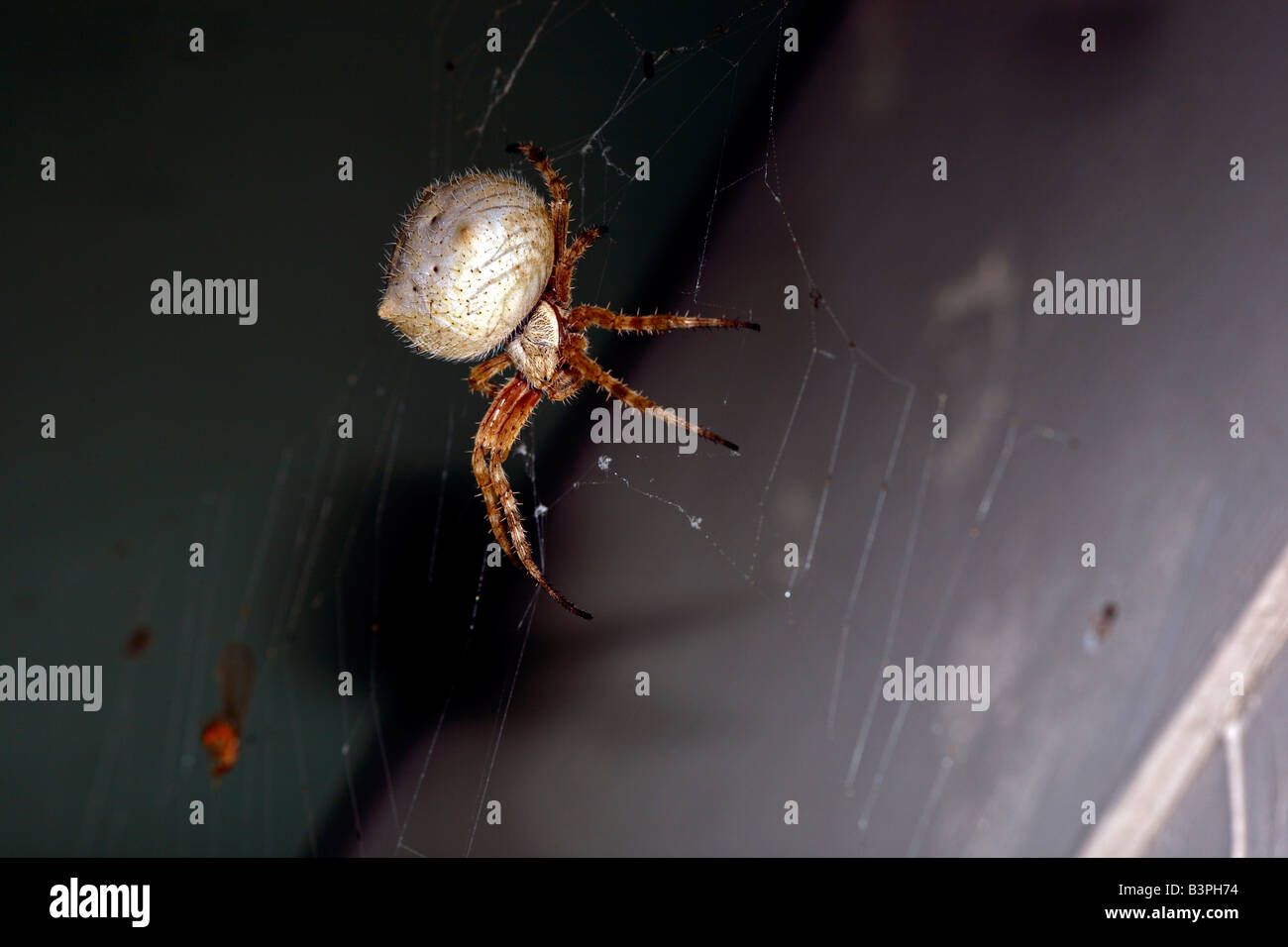 Female Garden spider (Eriophora transmarinas formerly Araneus ...