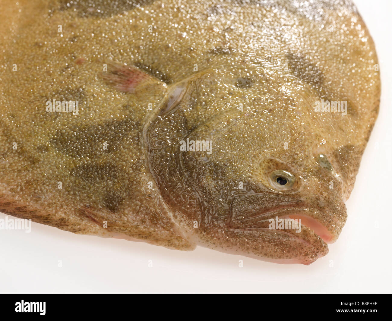 Turbot Sea High Resolution Stock Photography and Images - Alamy