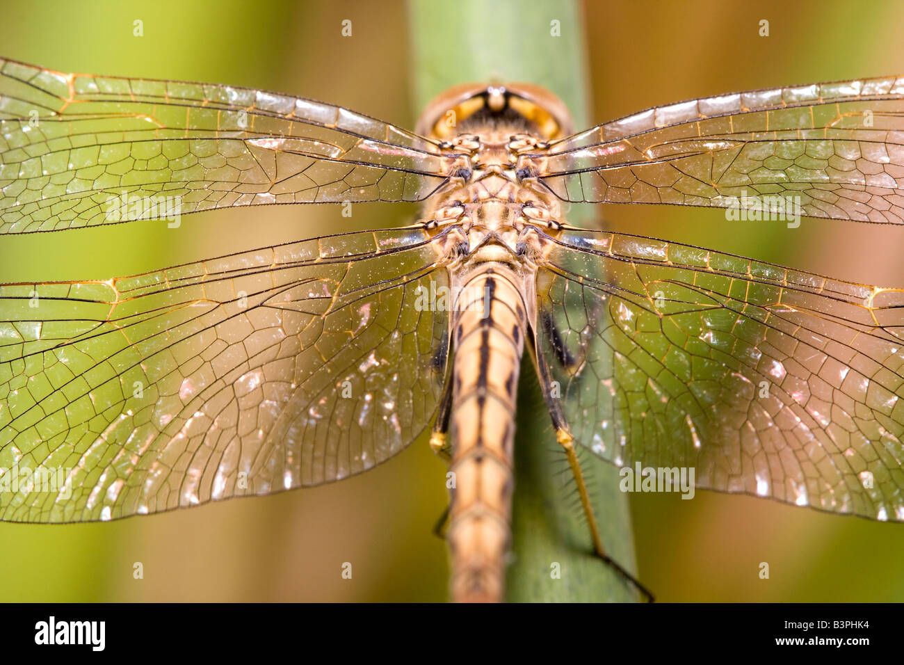 Hairy back legs hi-res stock photography and images - Alamy