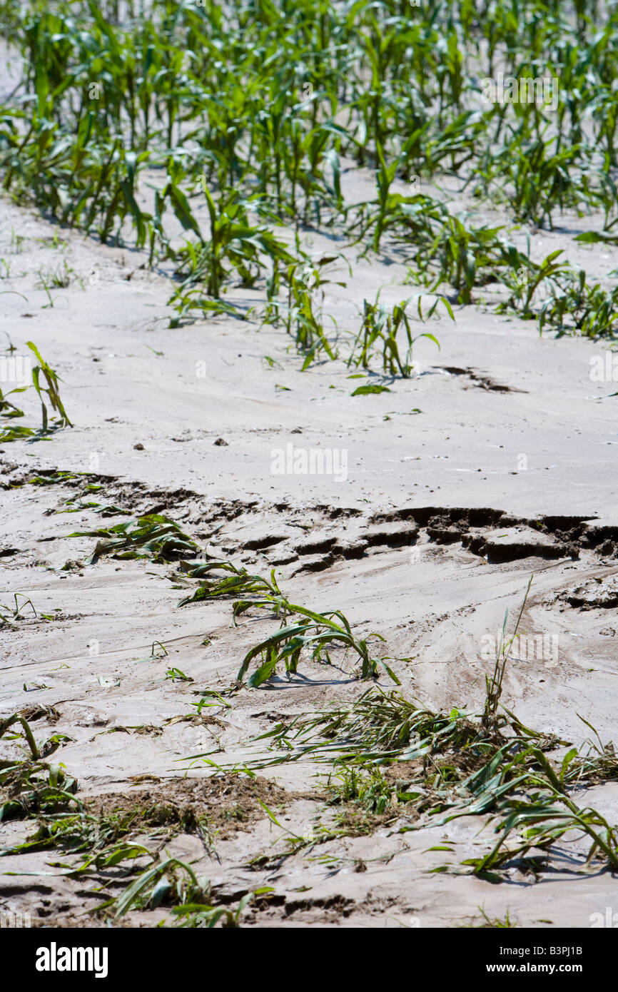 Destroyed crops hi-res stock photography and images - Alamy
