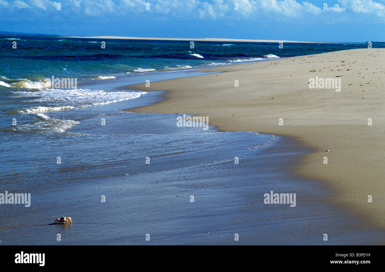 Bazaruto mozambique wildlife hi-res stock photography and images - Alamy