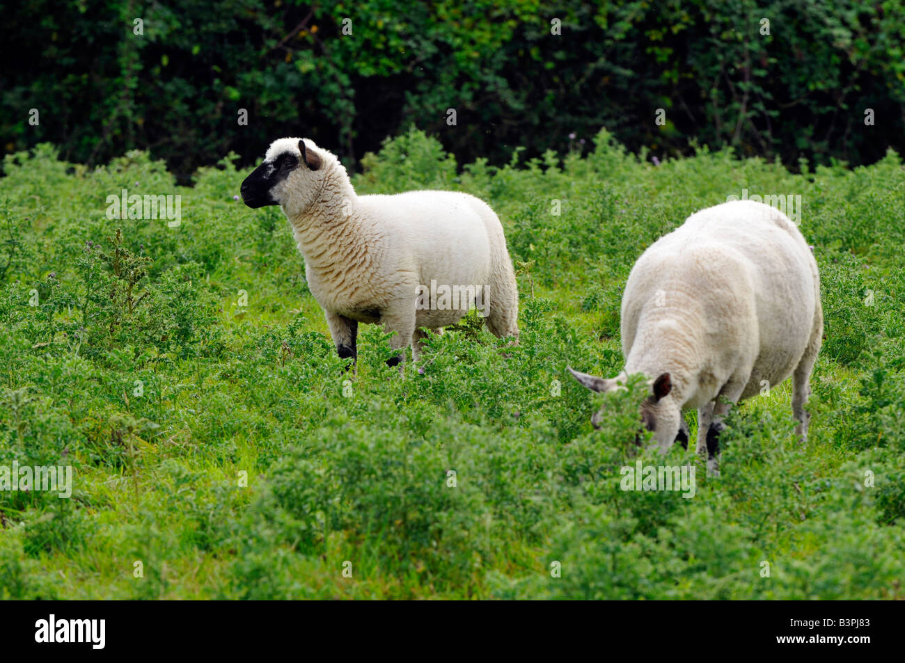 two old english breed bred sheep ewes rams lambs wooly grazing on a ...