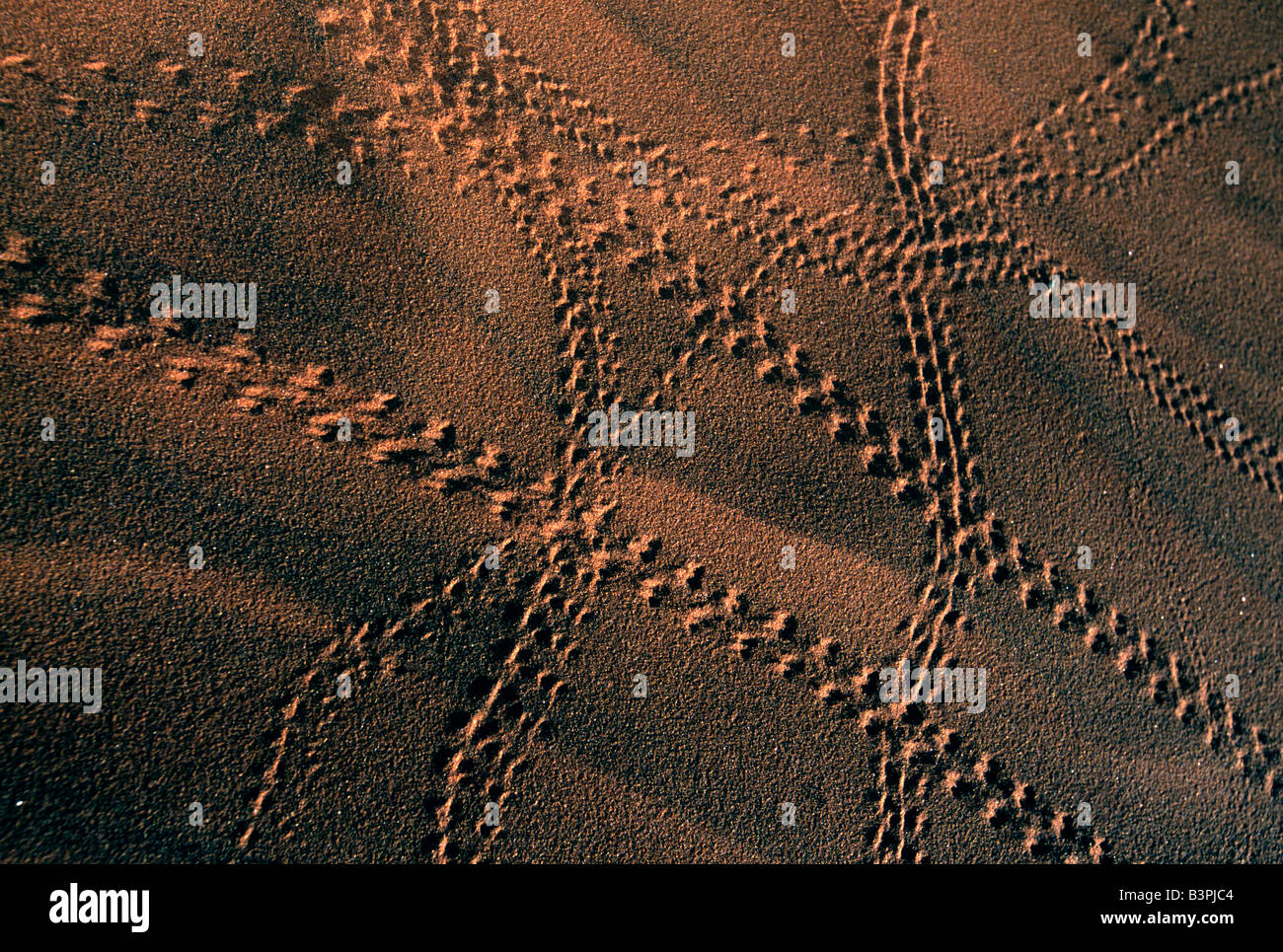 Insect and lizard tracks on a sand dune, Tok Tokkie Trail, NamibRand ...