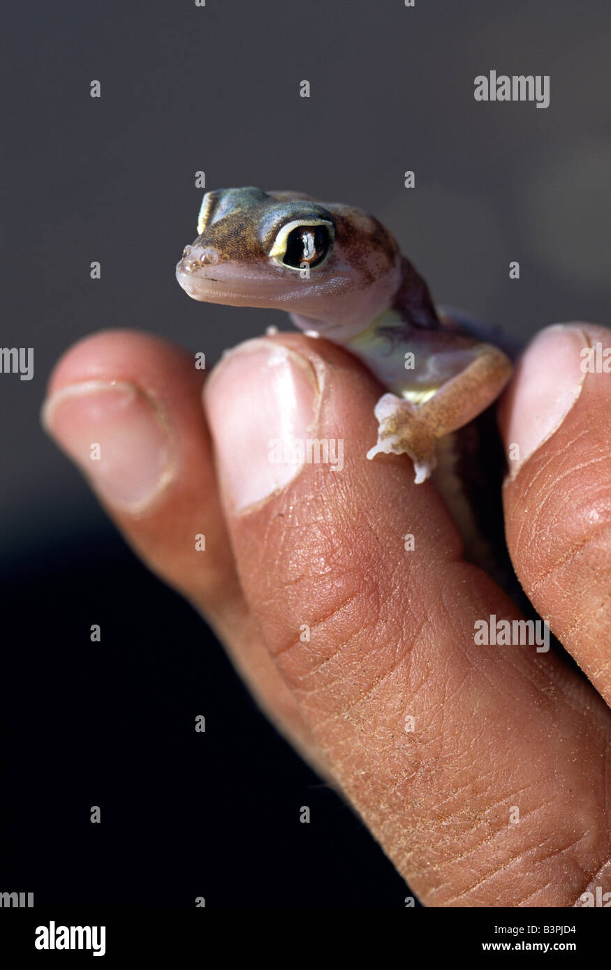 Gecko hands hi-res stock photography and images - Alamy