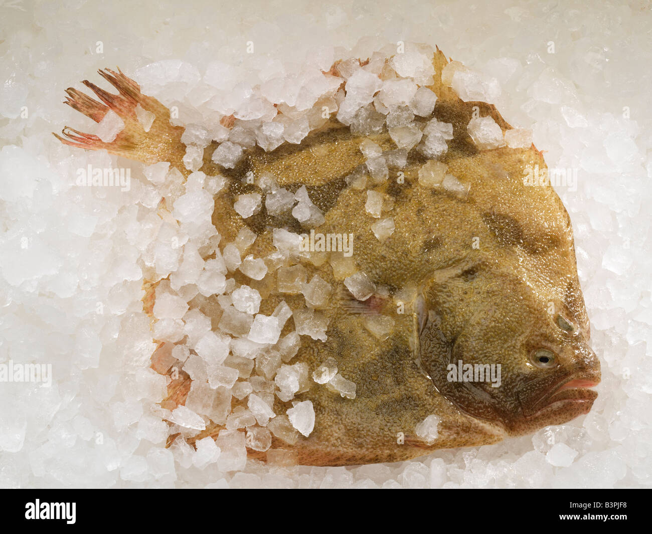 Crushed ice fish hi-res stock photography and images - Alamy