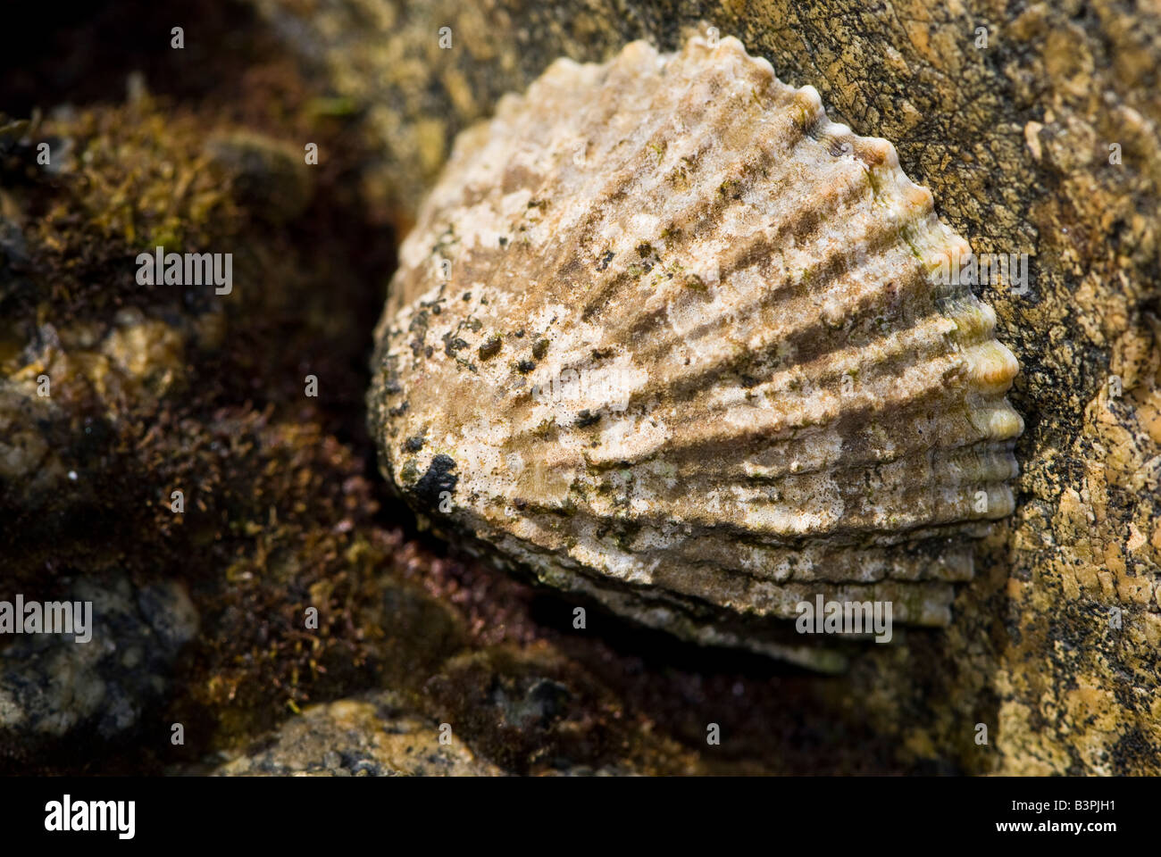 Limpet radula hi-res stock photography and images - Alamy
