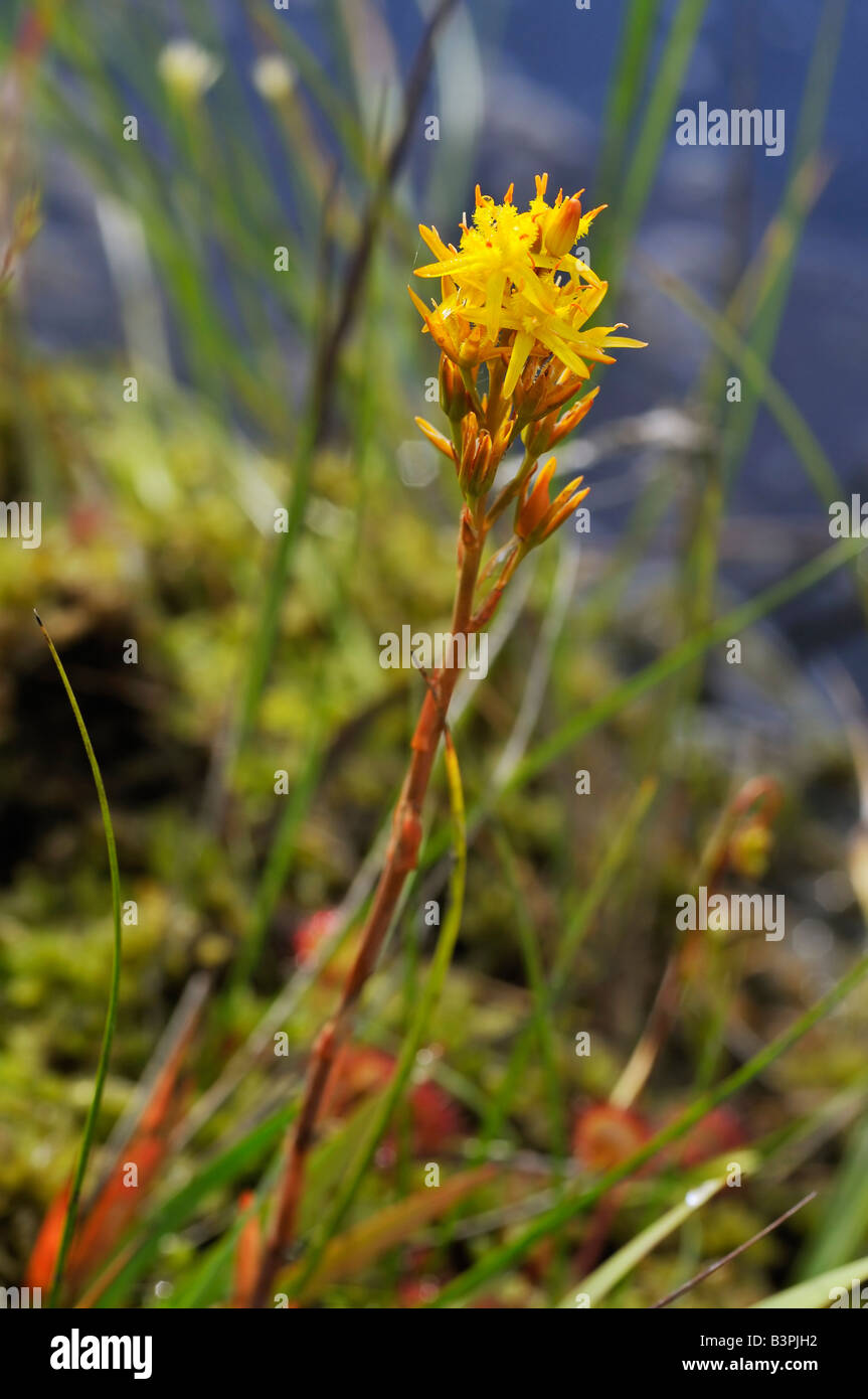 Bog Asphodel Narthecium ossifragum Stock Photo - Alamy