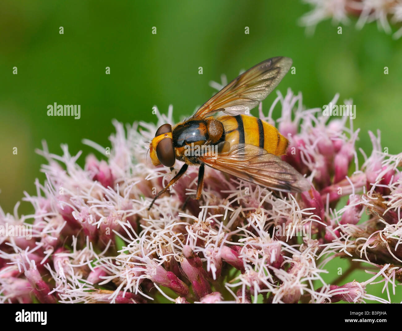 Large Yellow Hoverfly Volucella inanis Stock Photo - Alamy