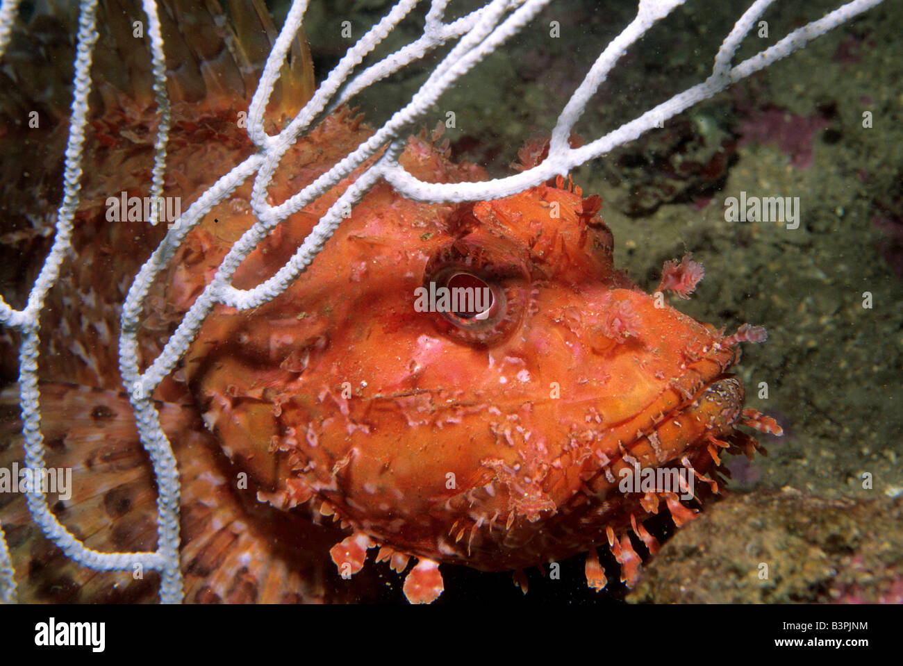Scorpion fish italy hi-res stock photography and images - Alamy