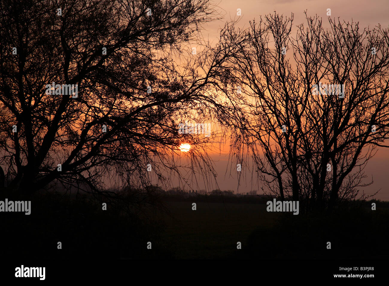 Sunrise and trees Stock Photo - Alamy