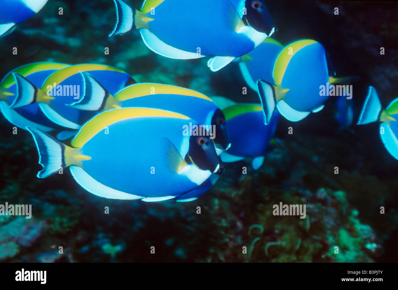 Powder blue surgeonfish Acanthurus leucosternon Andaman Sea Thailand ...