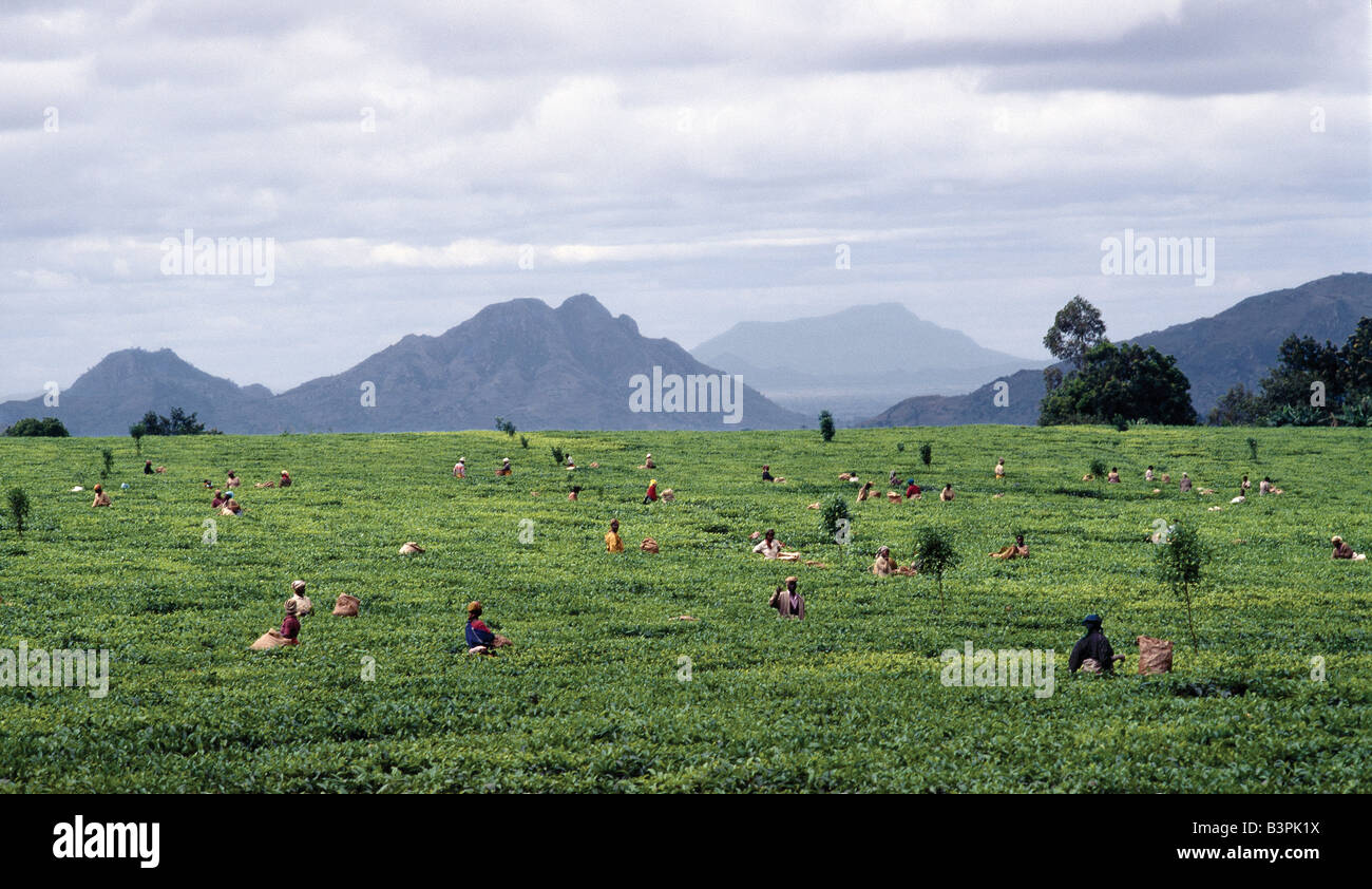Malawi, Blantyre, Southern Malawi. A beautifully situated tea estate in ...
