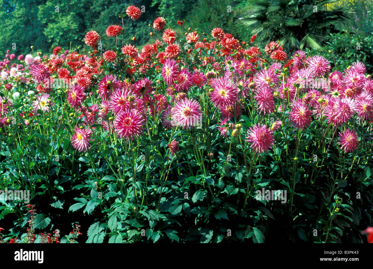 Dahlia cactus "Veritable Stock Photo - Alamy