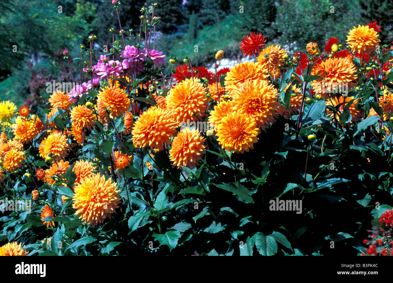 Dahlia decorativa "Emily Guth Stock Photo - Alamy