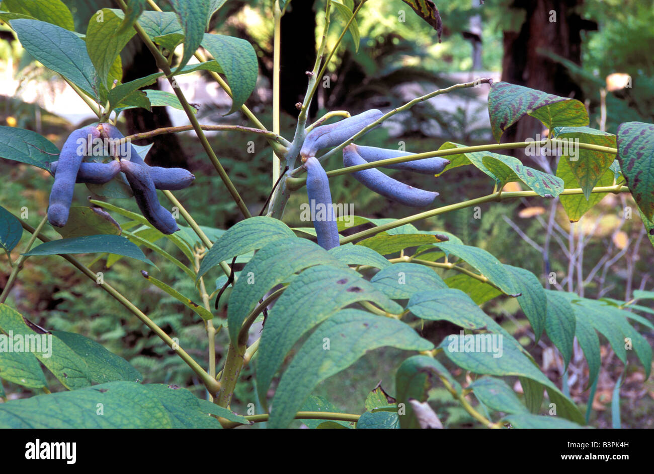 Decaisnea hi-res stock photography and images - Alamy