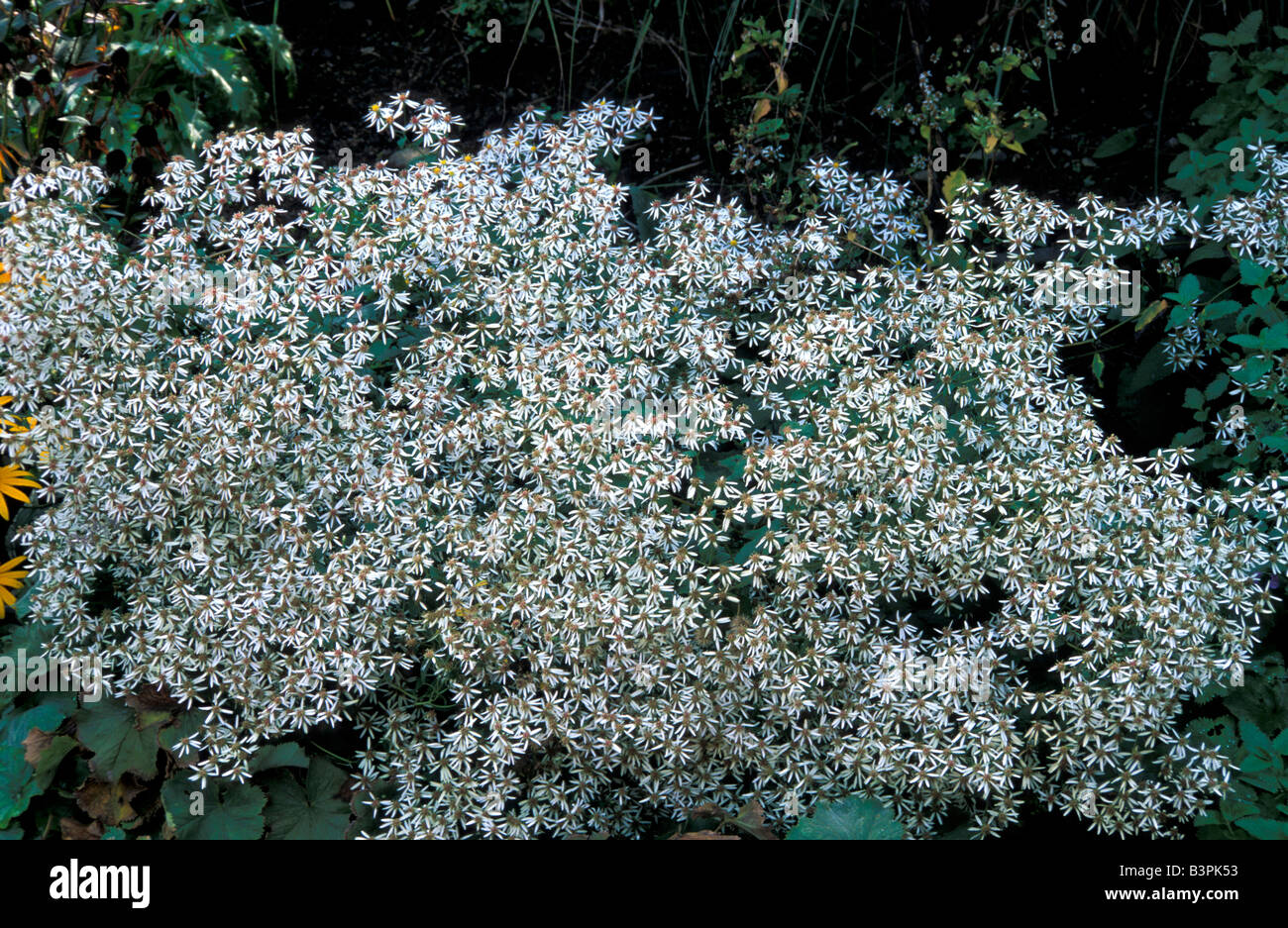 Aster divaricatus hi-res stock photography and images - Alamy