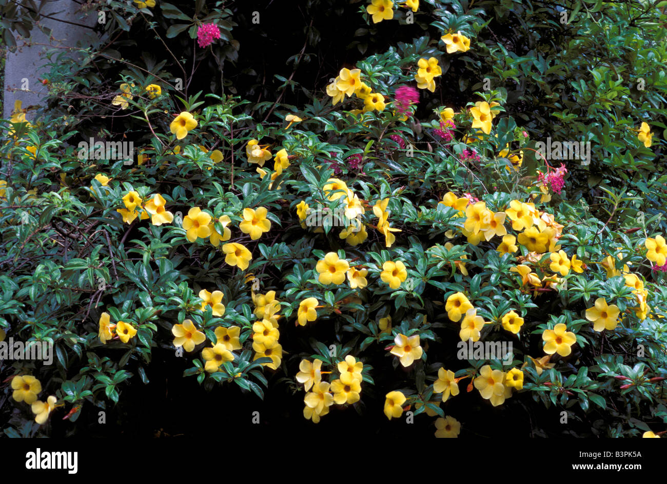 Allamanda flower allamanda cathartica hi-res stock photography and ...
