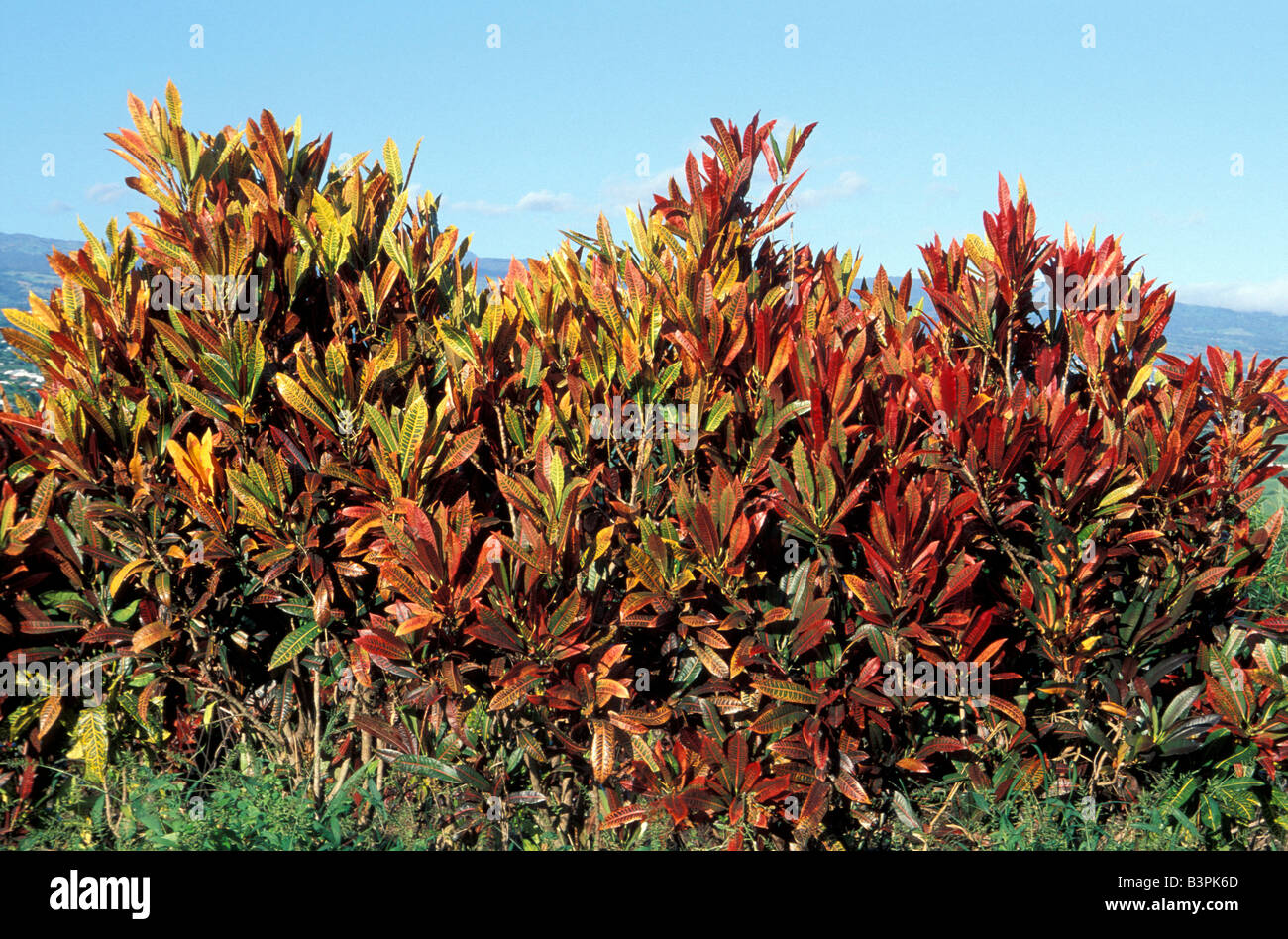 Codiaeum Variegatum Stock Photo - Alamy