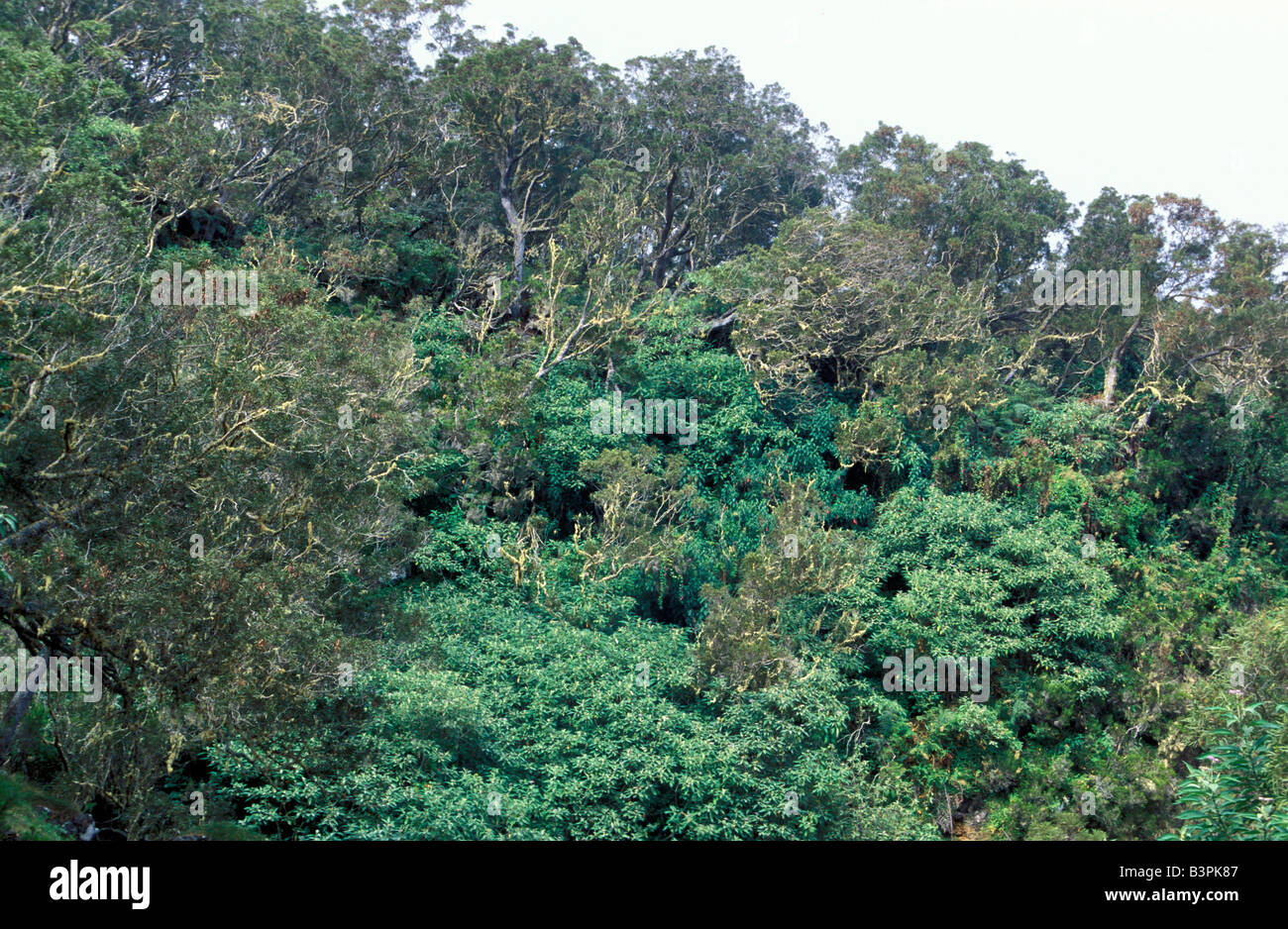 Acacia sp hi-res stock photography and images - Alamy