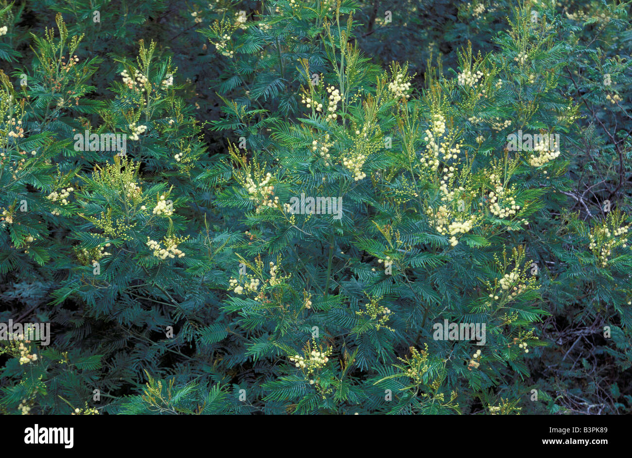 Acacia sp hi-res stock photography and images - Alamy