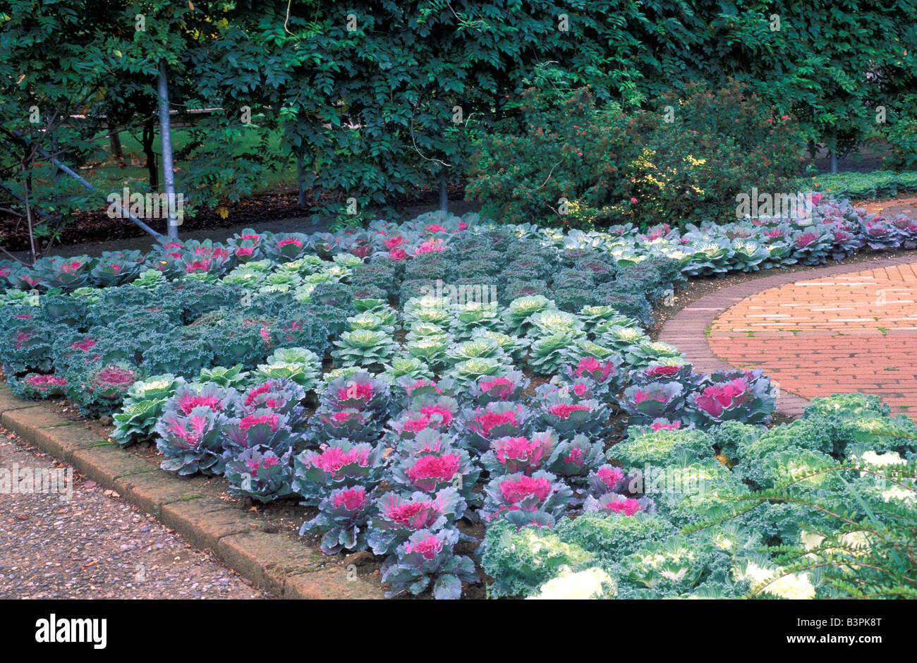 Brassica oleracea var. acephala Stock Photo - Alamy