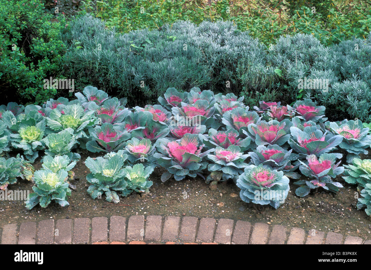 Brassica oleracea var. acephala Stock Photo - Alamy