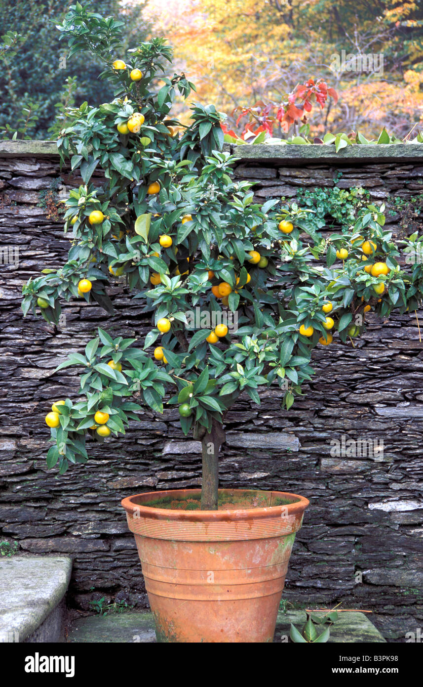 Potted citrus tree, Italy Stock Photo - Alamy