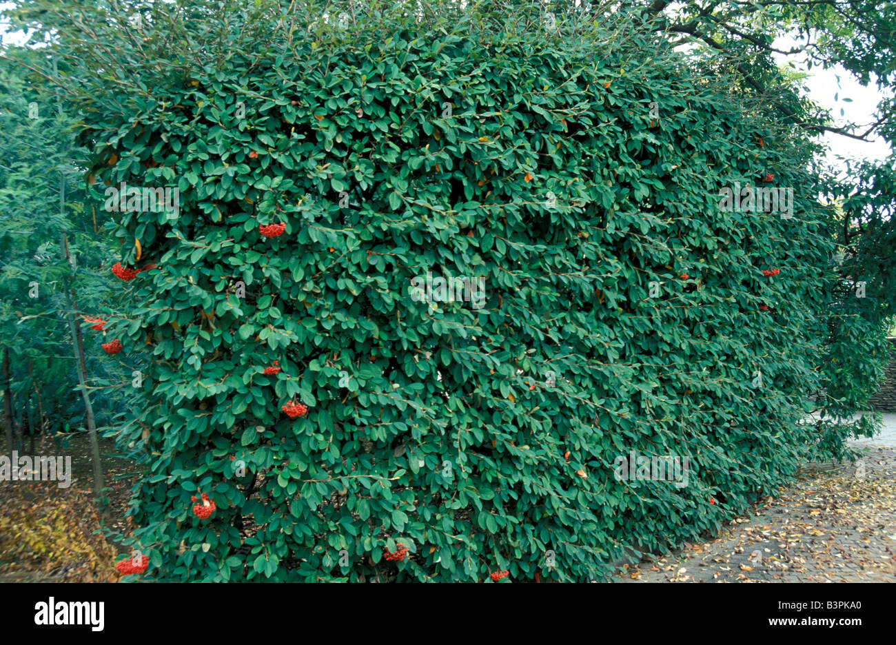 Cotoneaster sp hi-res stock photography and images - Alamy